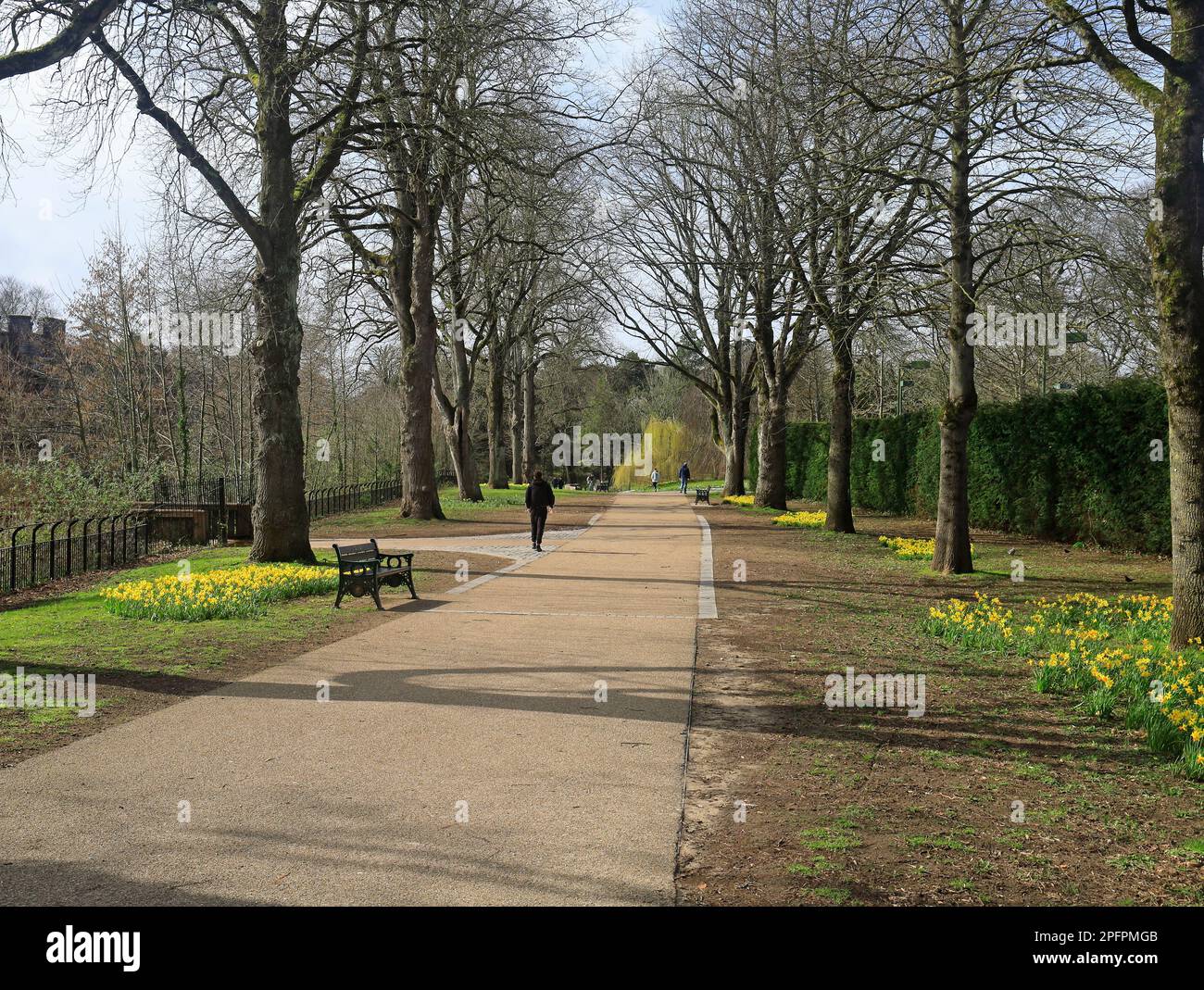 Path with daffodils in Spring - Bute Park, Cardiff. March 2023 Stock ...