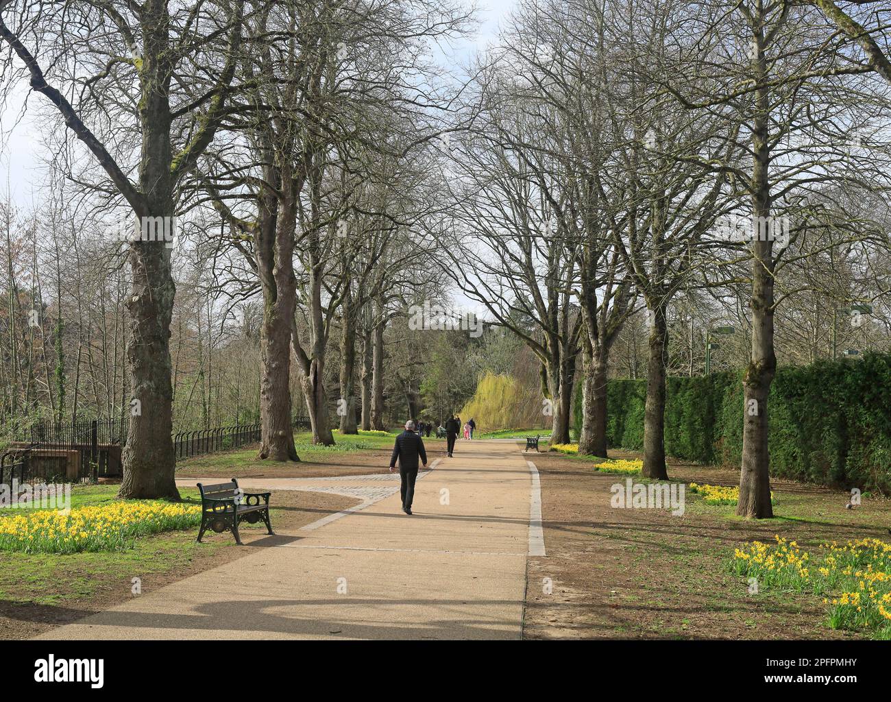 Path with daffodils in Spring - Bute Park, Cardiff. March 2023 Stock ...