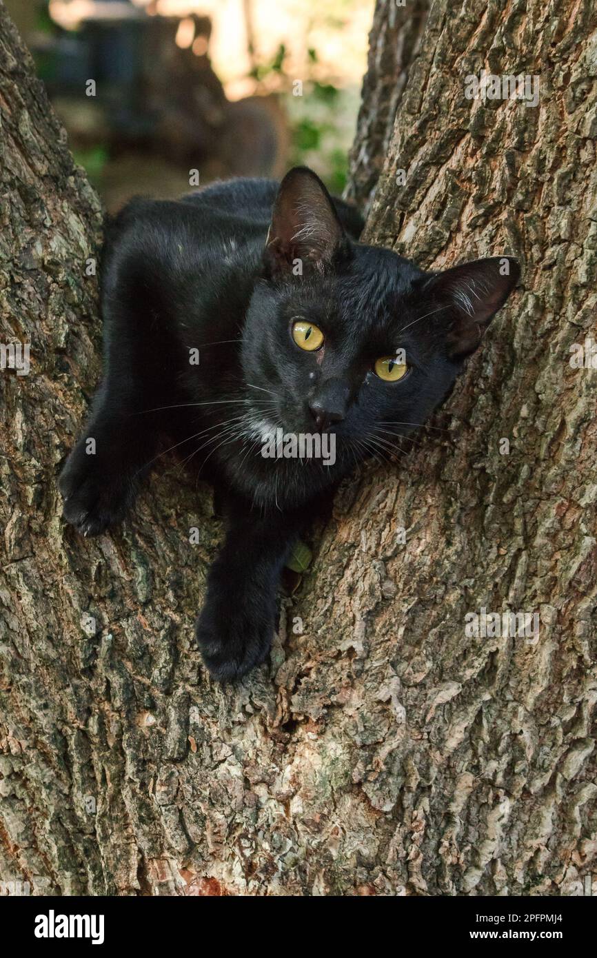 black cat climbing on a tree Sit and lie down and enjoy Stock Photo - Alamy