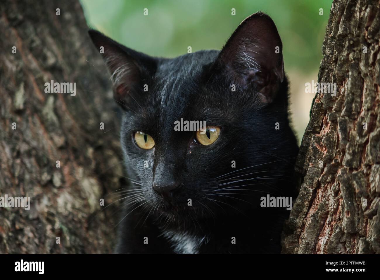 black cat climbing on a tree Sit and lie down and enjoy Stock Photo - Alamy