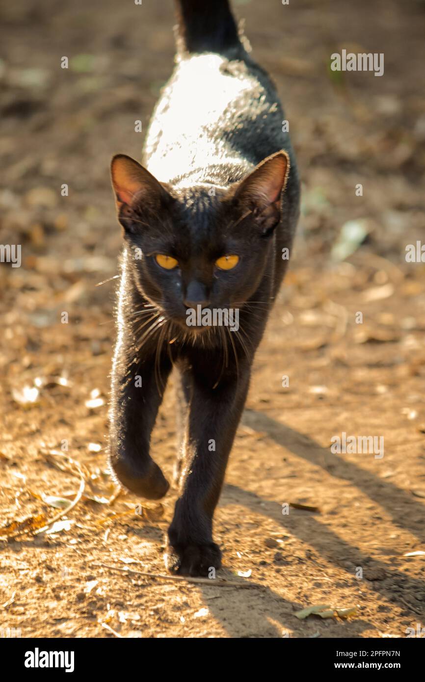 Cat walk tail hi-res stock photography and images - Alamy