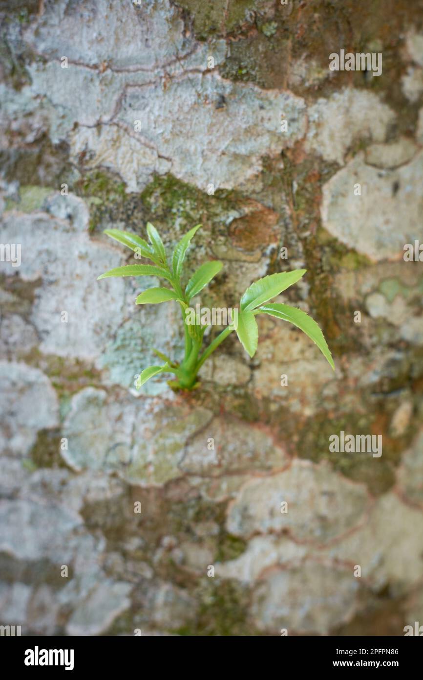 close-up view of new leaves grow from a tree bark, suckers, young stem ...