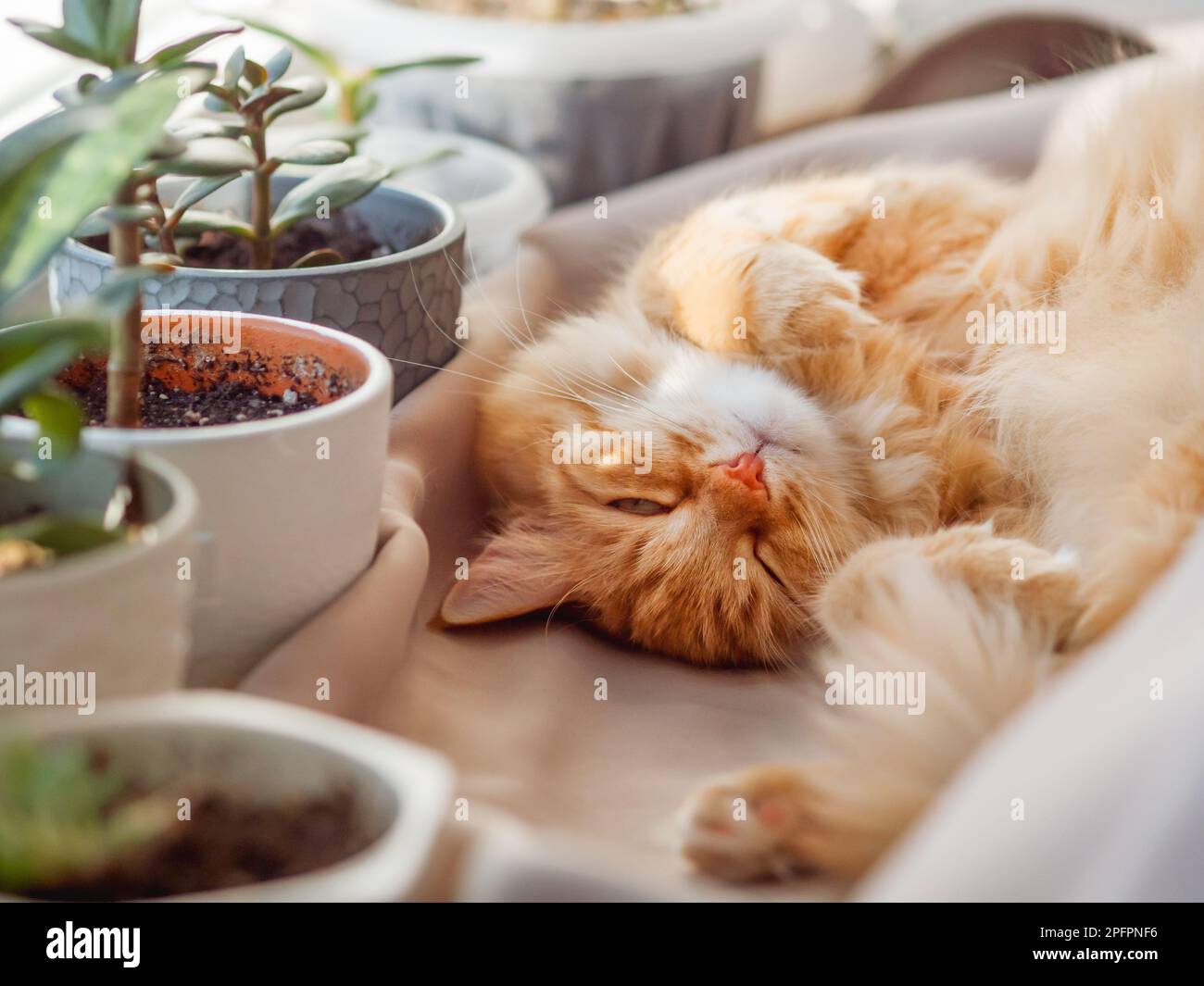 Cute ginger cat sleeps on window sill among flower pots with ...