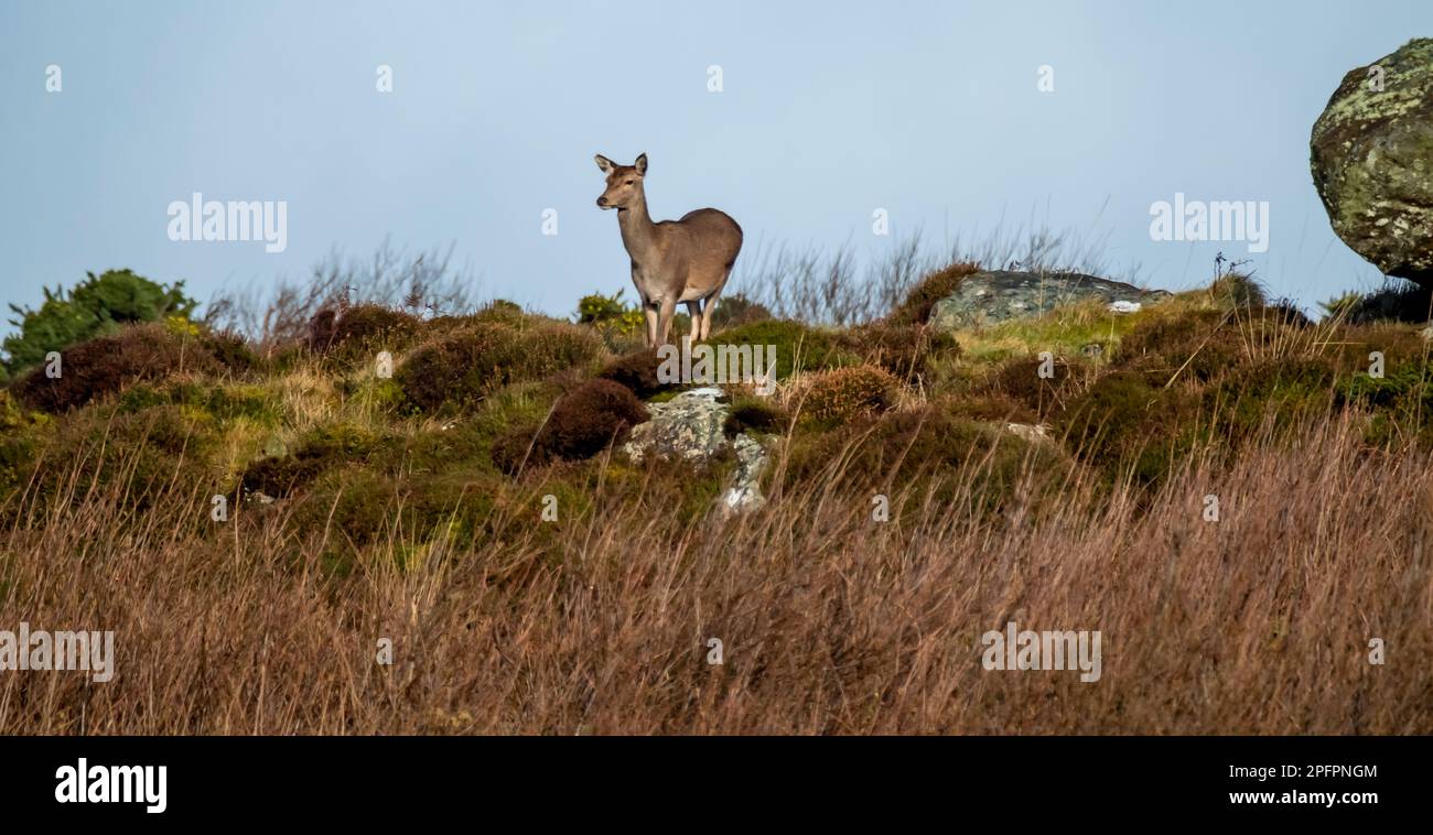 Red Deer on Castlegoland by Portnoo, County Donegal, Ireland Stock ...