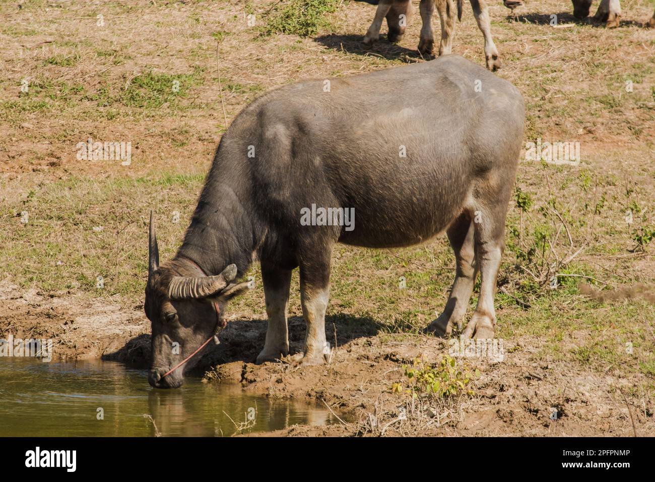 A large black Thai buffalo is standing and drinking water in a hot ...