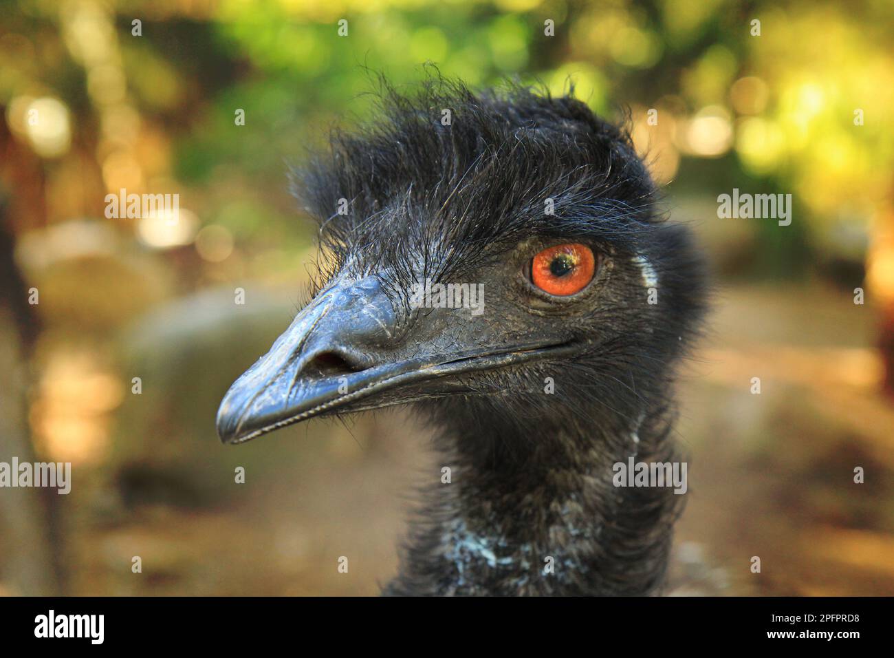 Emu closeup hi-res stock photography and images - Alamy