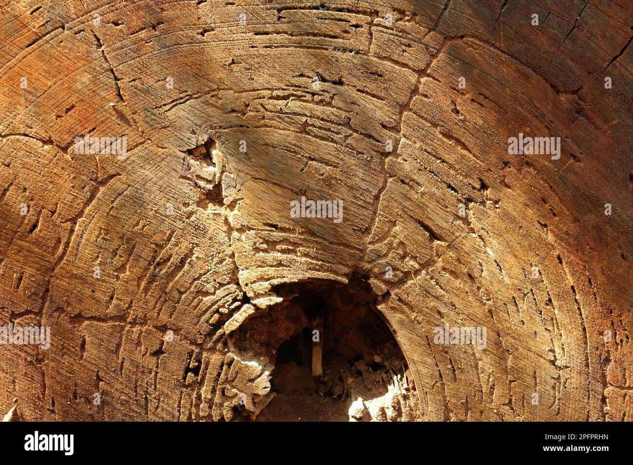 Wood texture cut tree eaten by bugs Stock Photo - Alamy