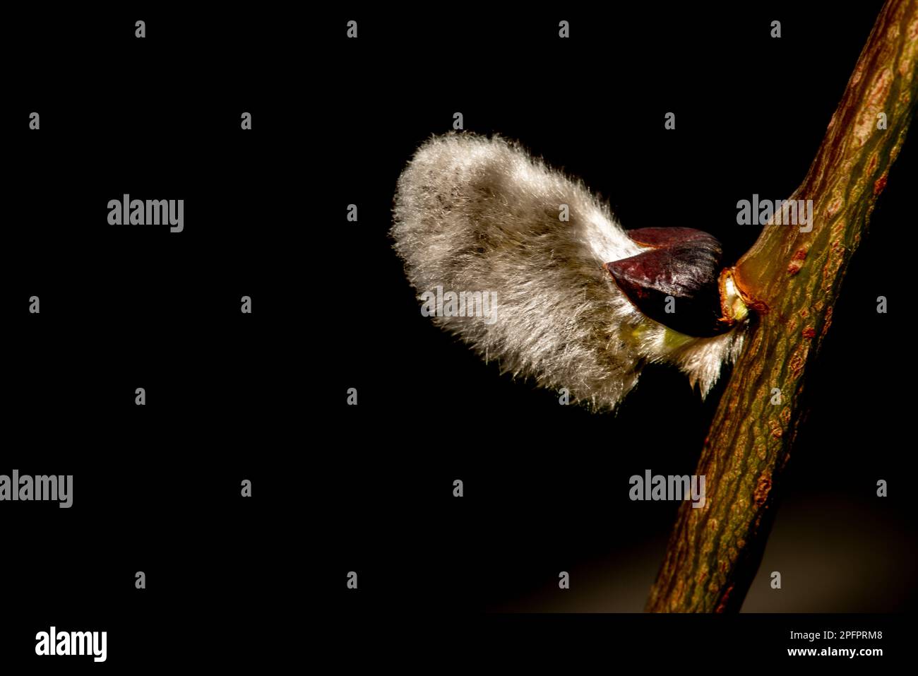 Rejuvenating nature hi-res stock photography and images - Alamy