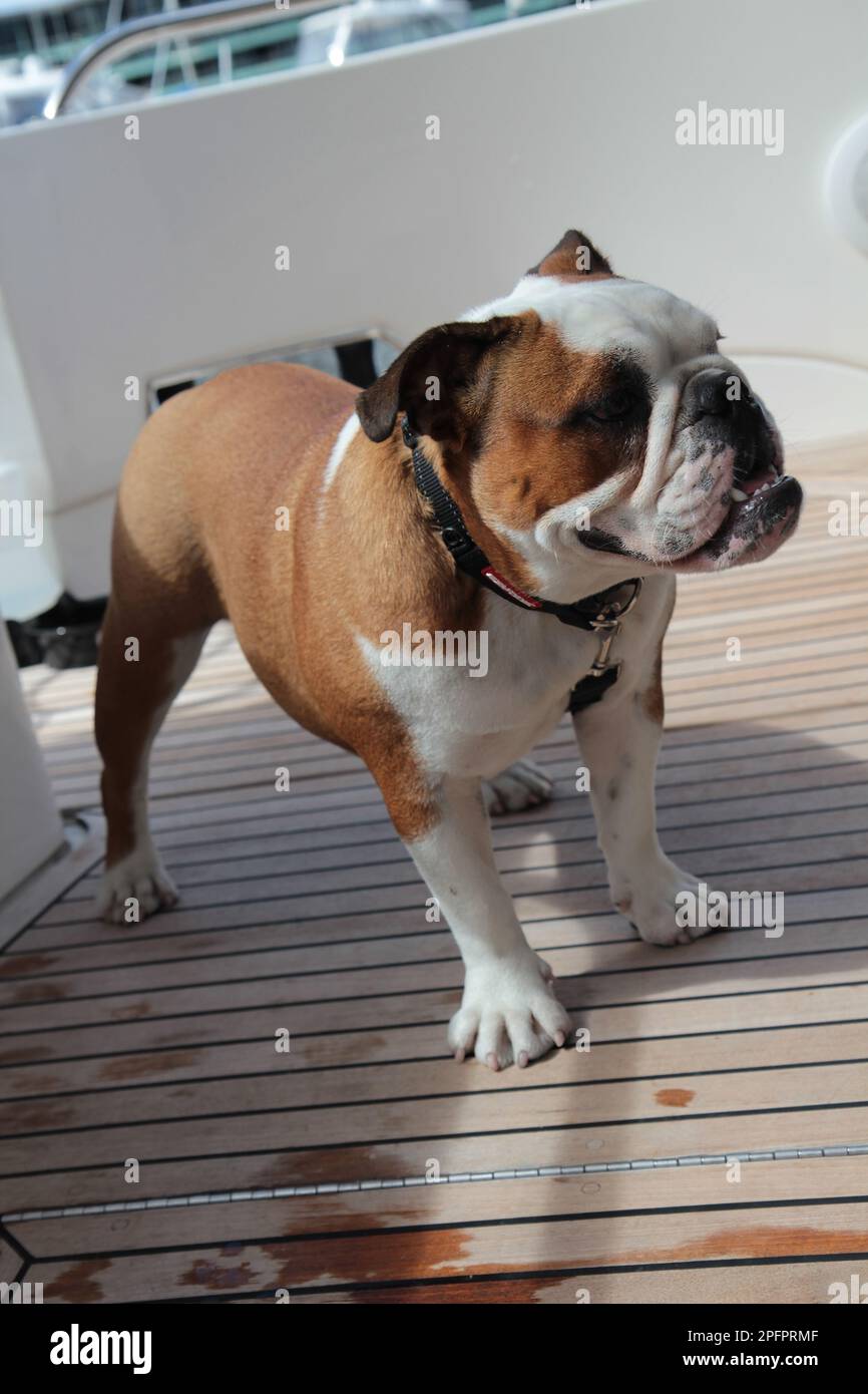 English buldog hi-res stock photography and images - Alamy