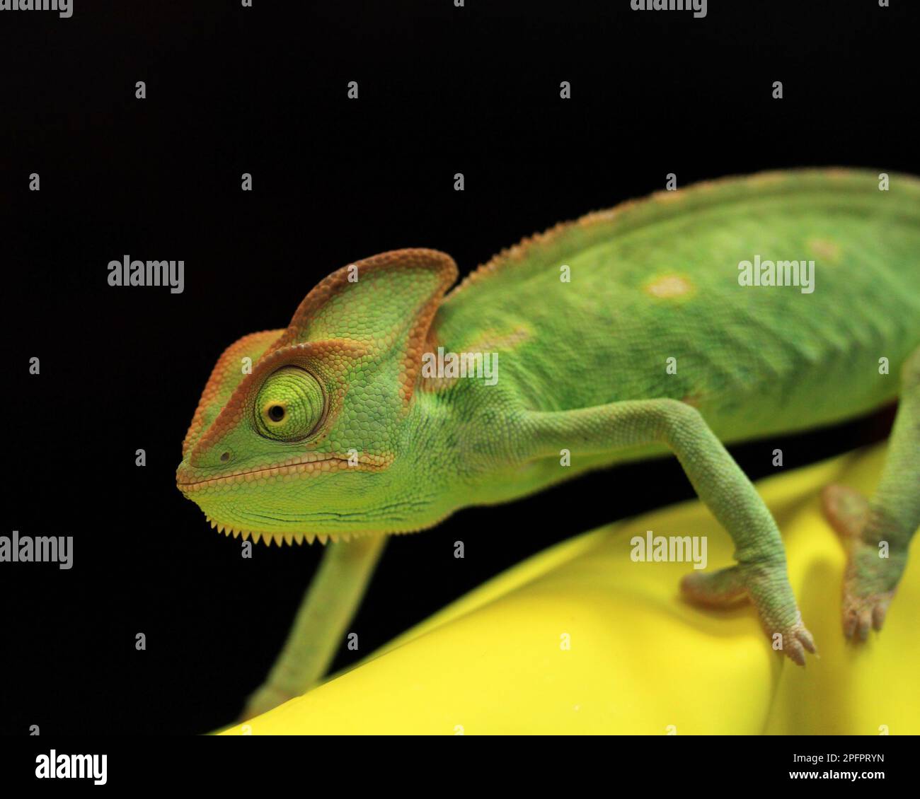 Tropical rainforest madagascar hi-res stock photography and images - Alamy