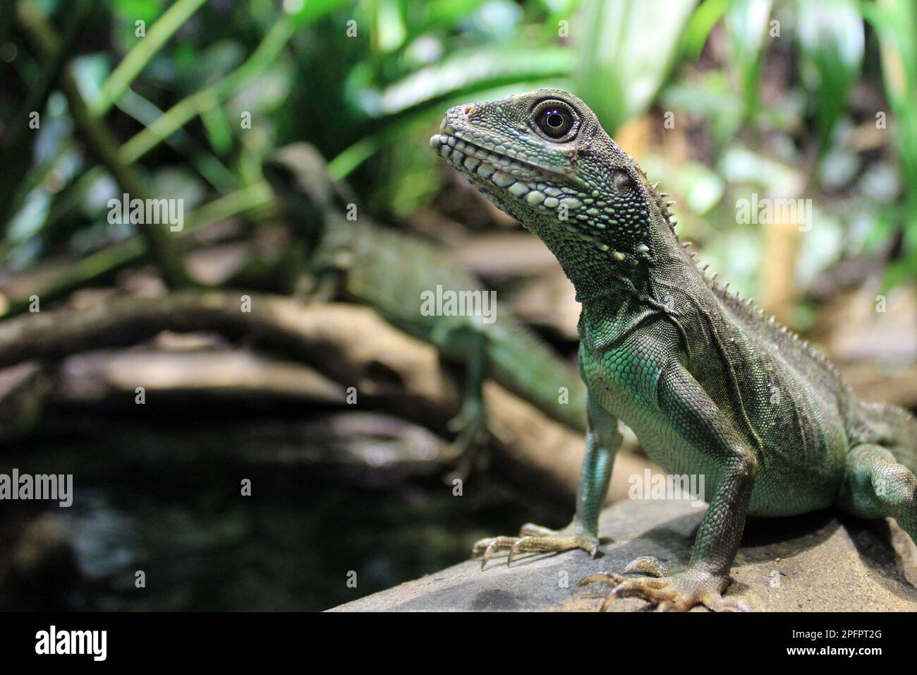 Close up image of Asian Water Dragon (Physignathus cocincinus Stock ...