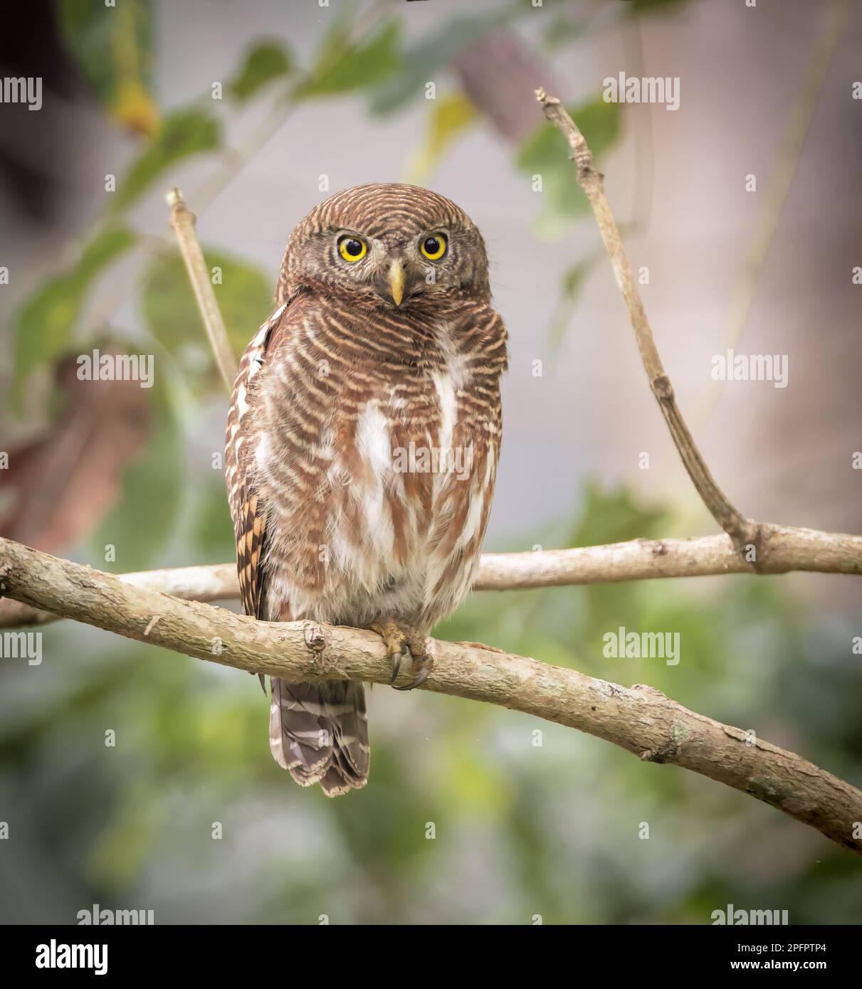 Asian barred owlet is a species of true owl, resident in northern parts of the Indian ...