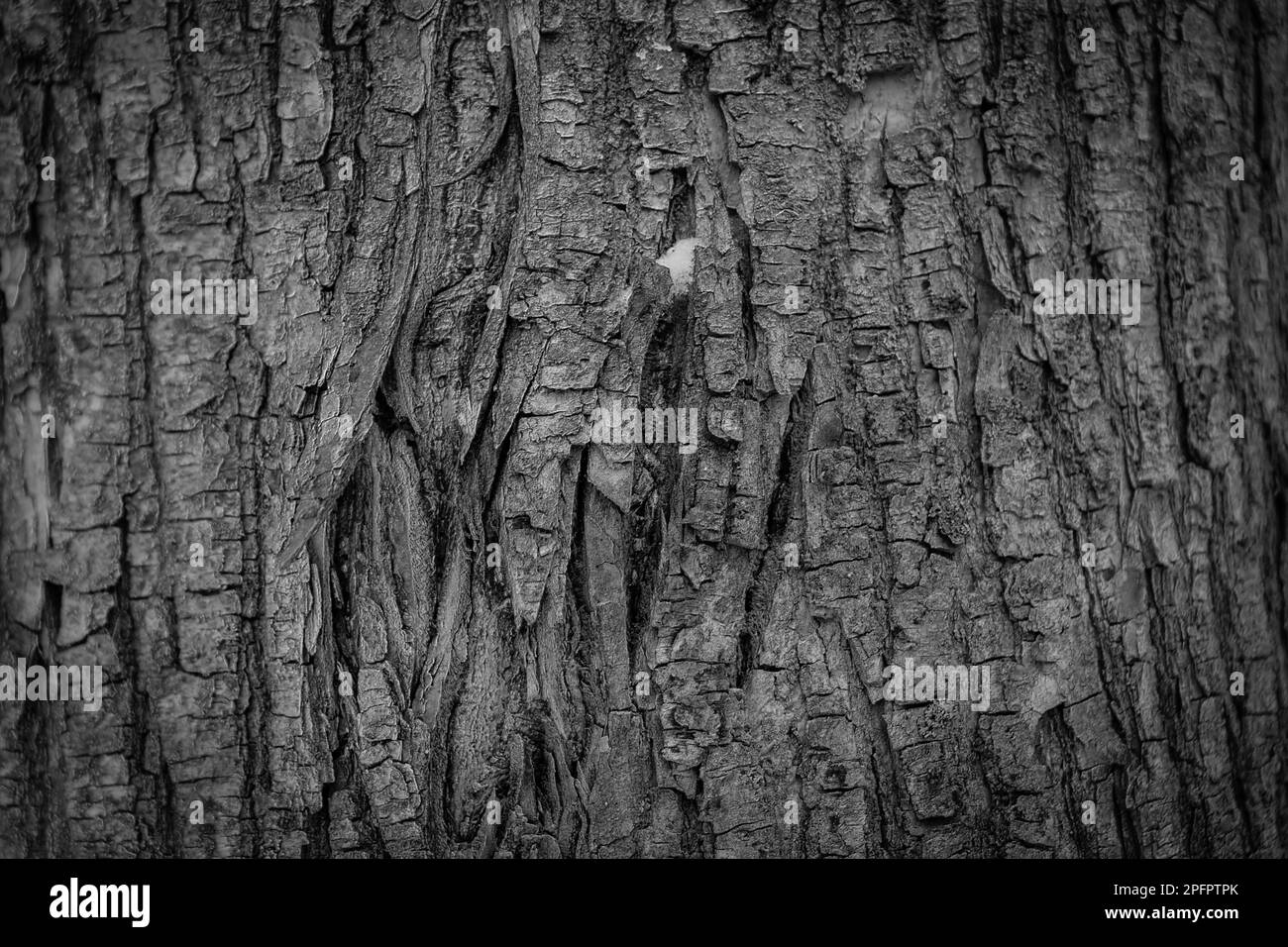 Natural tree texture hi-res stock photography and images - Alamy