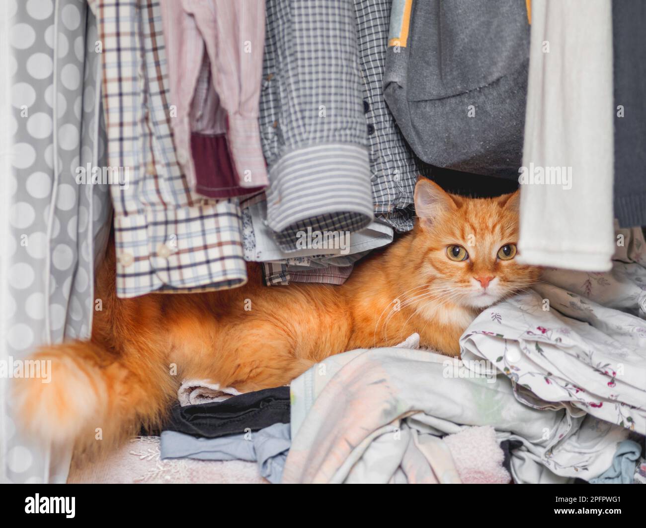 Cute ginger cat sleeps on pile of clothes. Fluffy pet has a nap in ...
