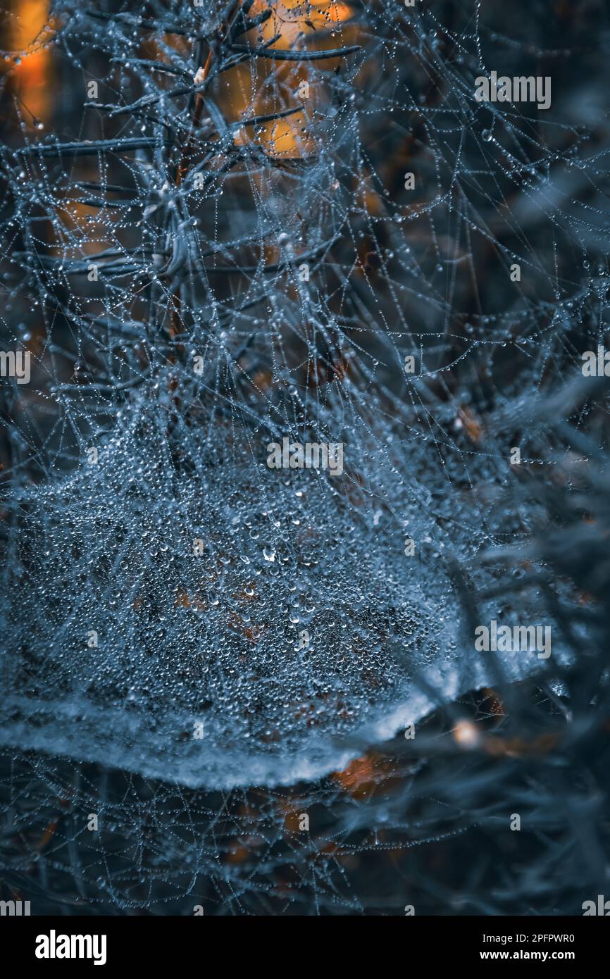 Spider web covered with dew Stock Photo - Alamy