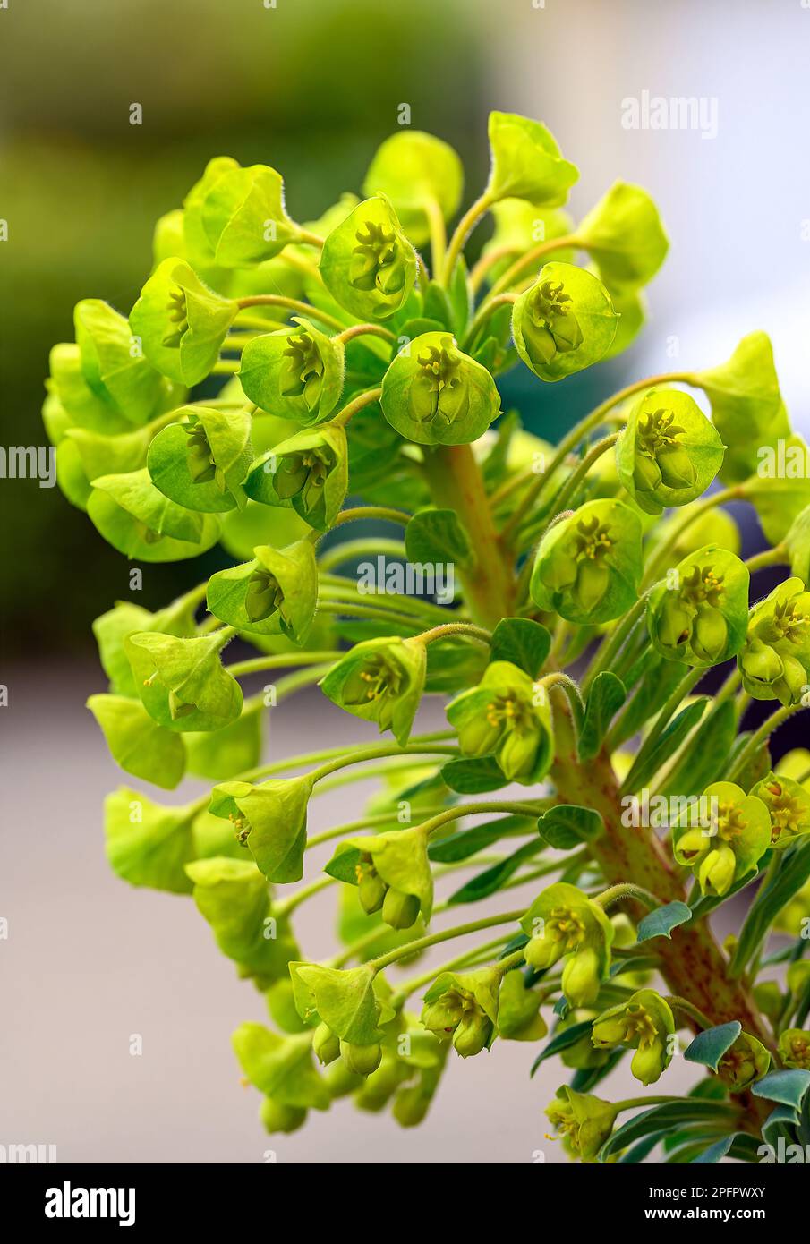 Spurge in bloom. Close up of the head of a spurge plant or euphorbia ...
