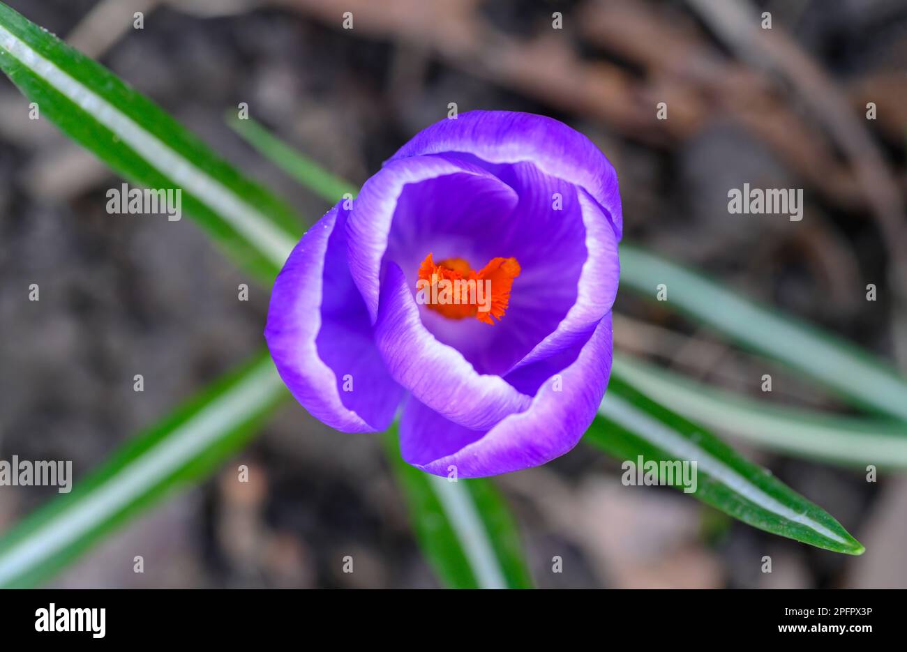 Crocus in bloom. Close up of the head of a crocus. Macro photography of ...