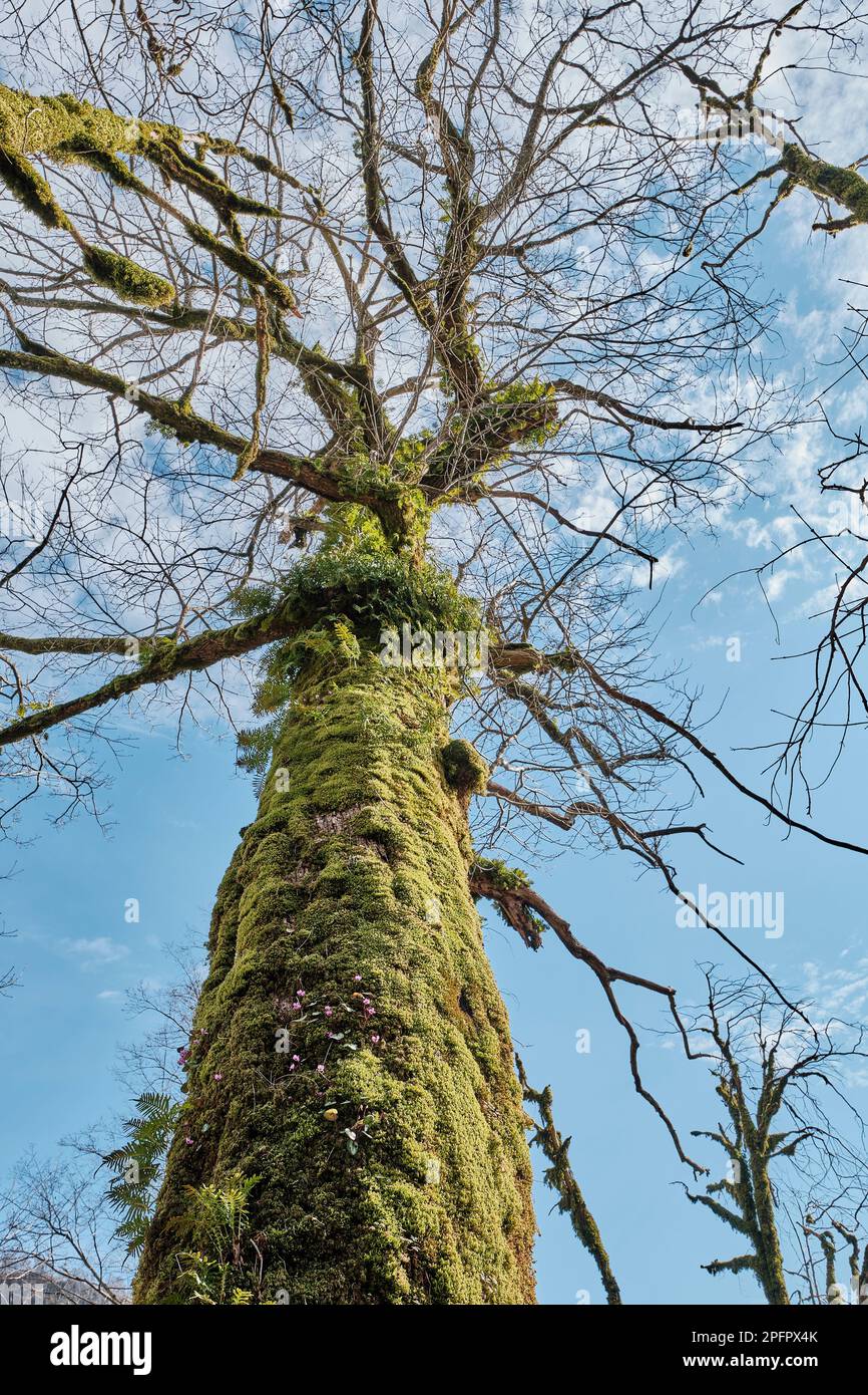 Georgian rock oak on springtime Stock Photo - Alamy