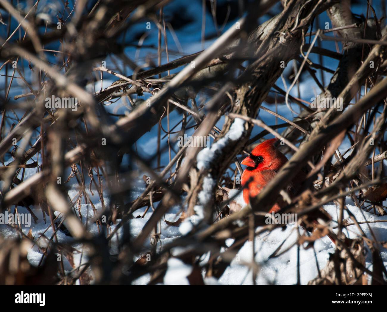 Cardinal bird watching through the branches Stock Photo - Alamy