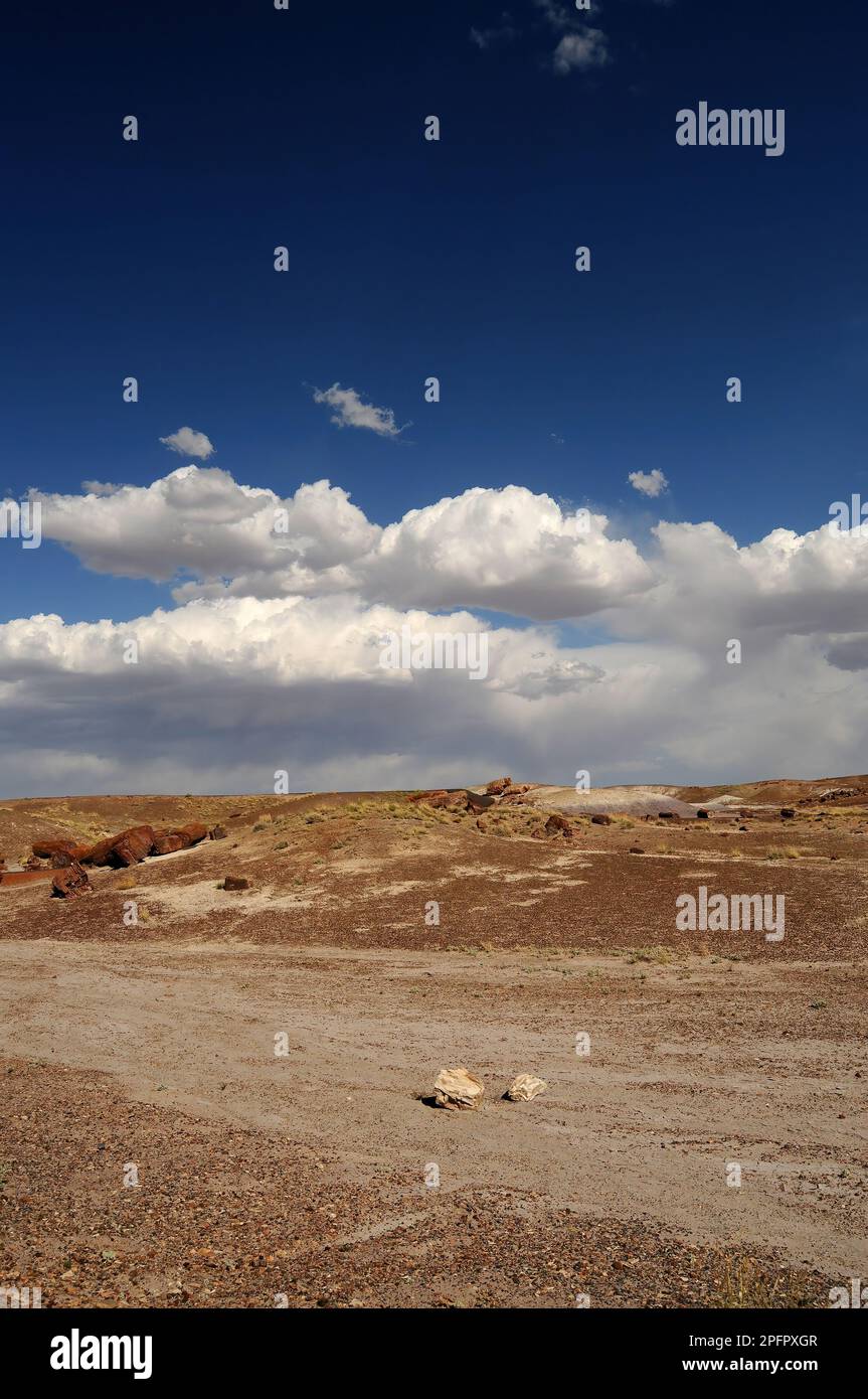 Scenic landscape of the ancient petrified forest in Arizona Stock Photo ...