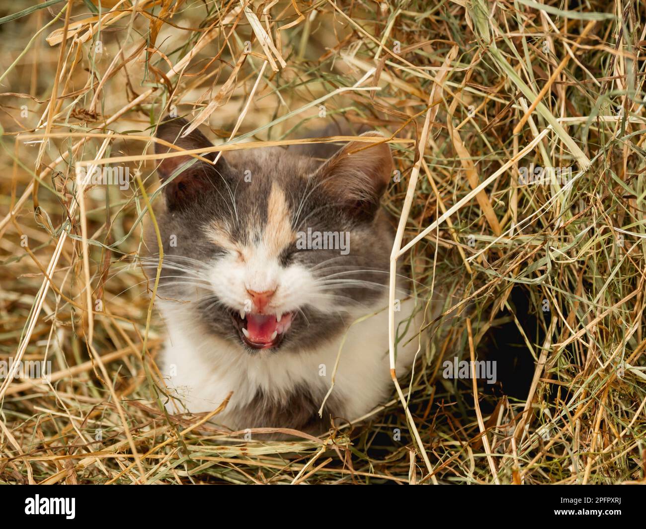 Cute green eyed cat lying in hay. Curious stray animal lives in cowshed ...