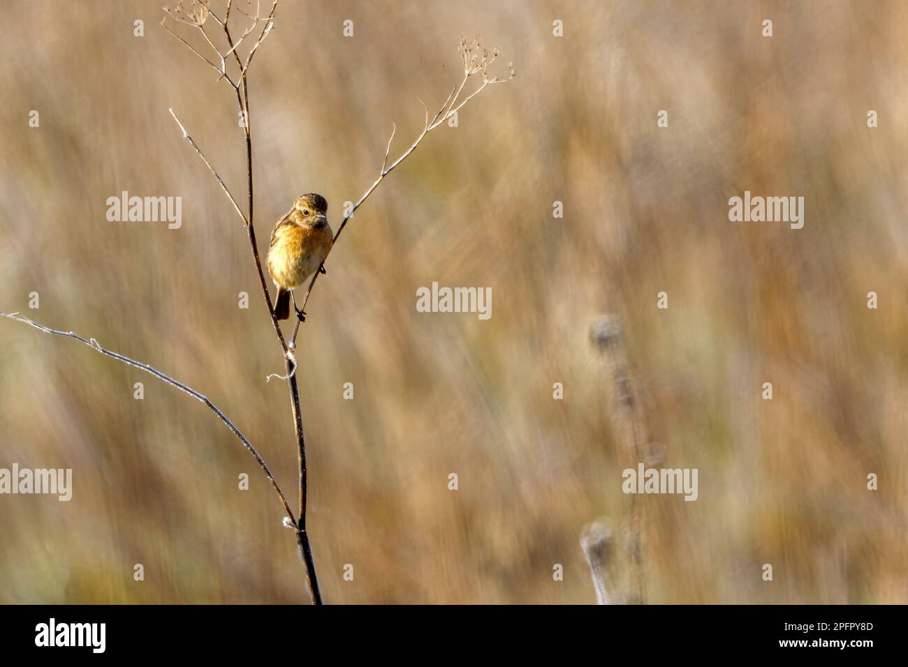 Common stonechat bird hi-res stock photography and images - Alamy
