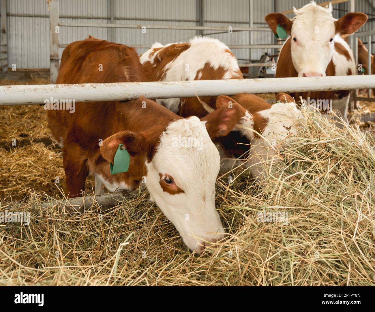 Brown cows are chewing hay. Herd of cows and bulls in cowshed. Animal ...