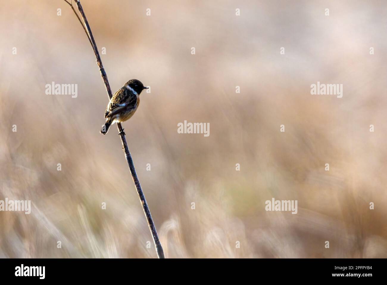 Chat flycatcher hi-res stock photography and images - Alamy