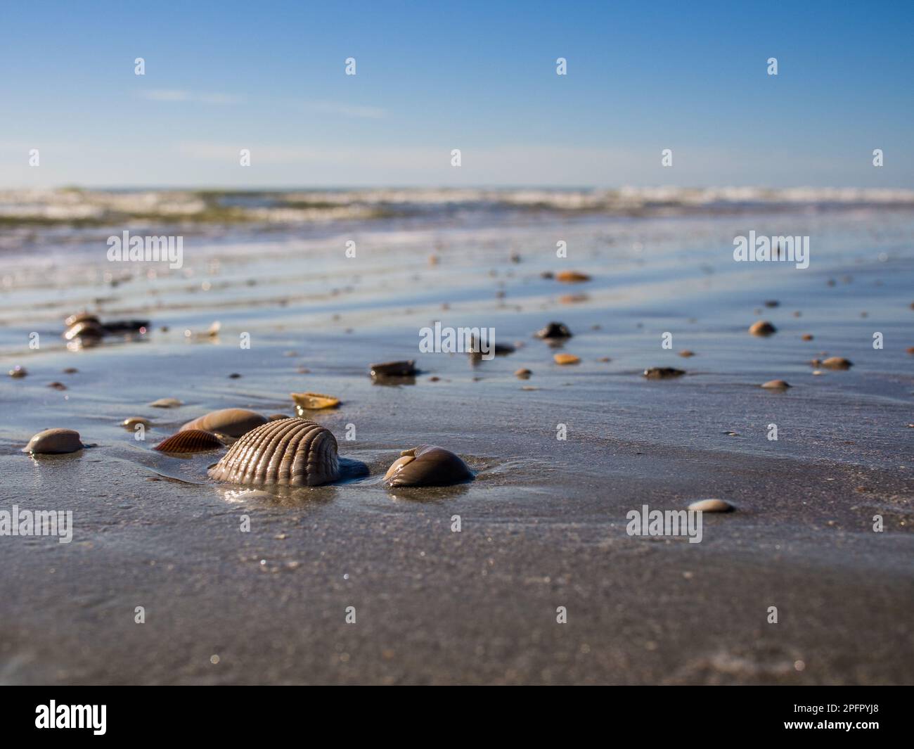 Closeup of shells on a beach at the sea with blue sky and waves Stock ...