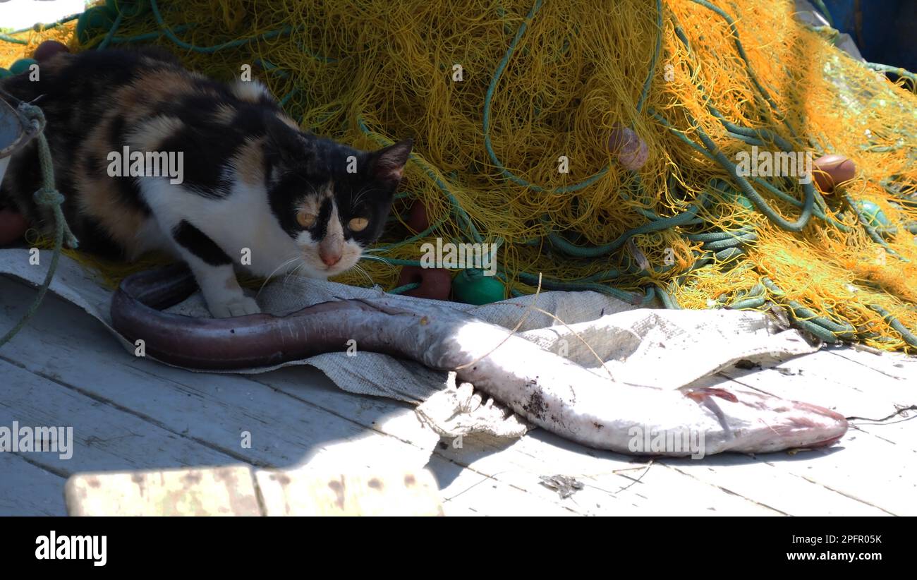 Eat big cat hi-res stock photography and images - Alamy