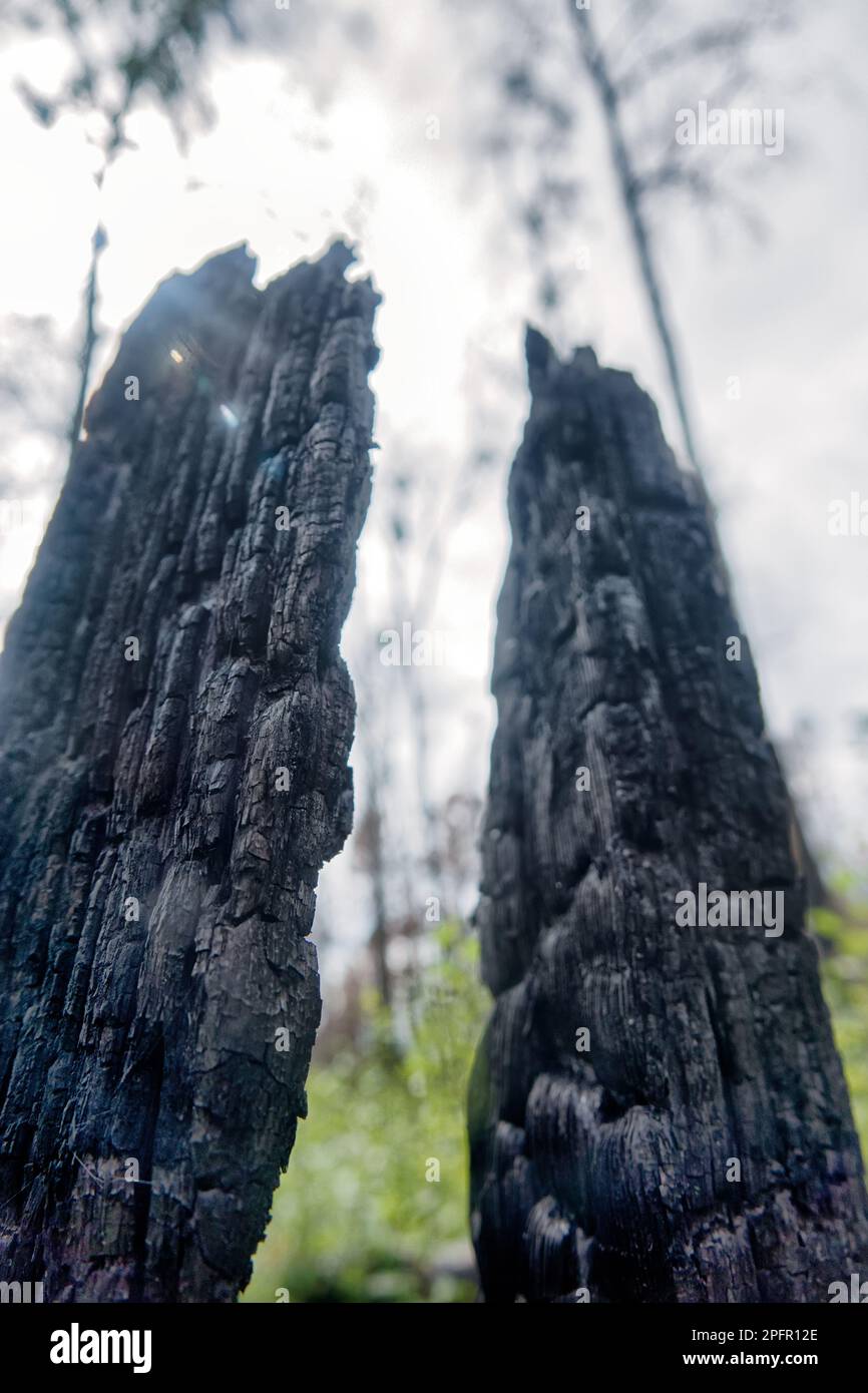 Fire-damaged forest boreal forests. Burnt boreal forests. Wildfire low ...