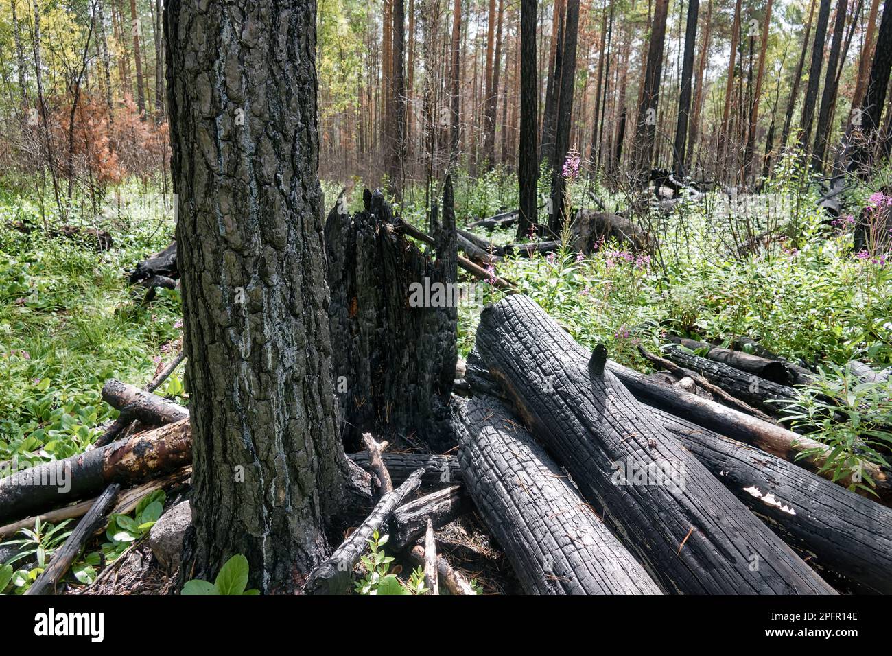 Fire-damaged forest boreal forests. Burnt boreal forests. Wildfire low ...