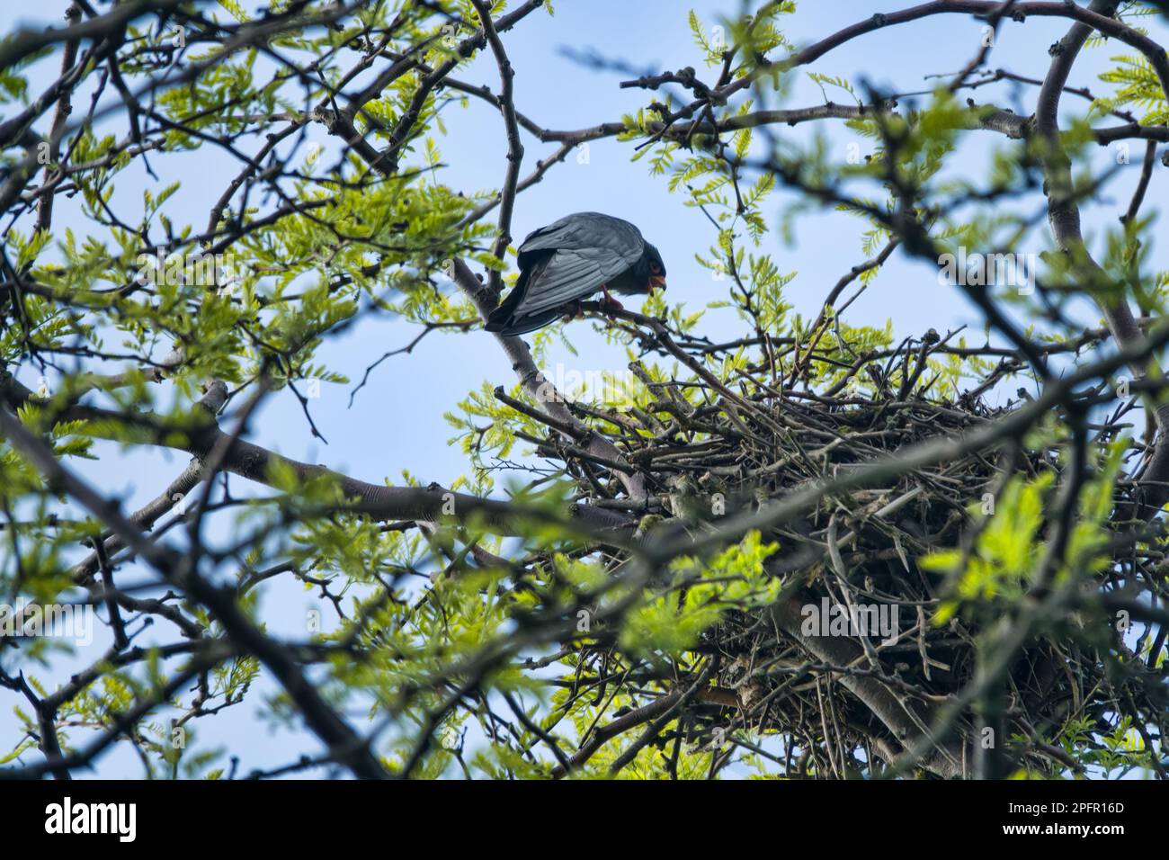 Red-footed falcon (Falco vespertinus) nesting in a colony of rooks. The ...