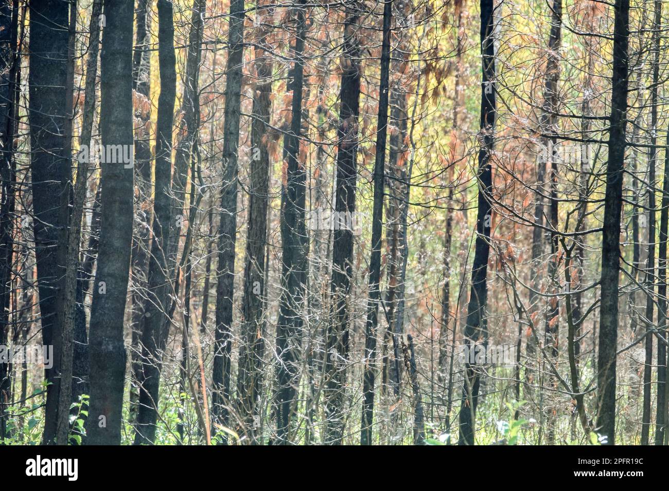 Fire-damaged forest boreal forests. Burnt boreal forests. Wildfire low ...
