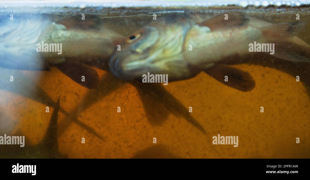 Dead fish on the pond, mass poisoning. light fish carp on dark ...