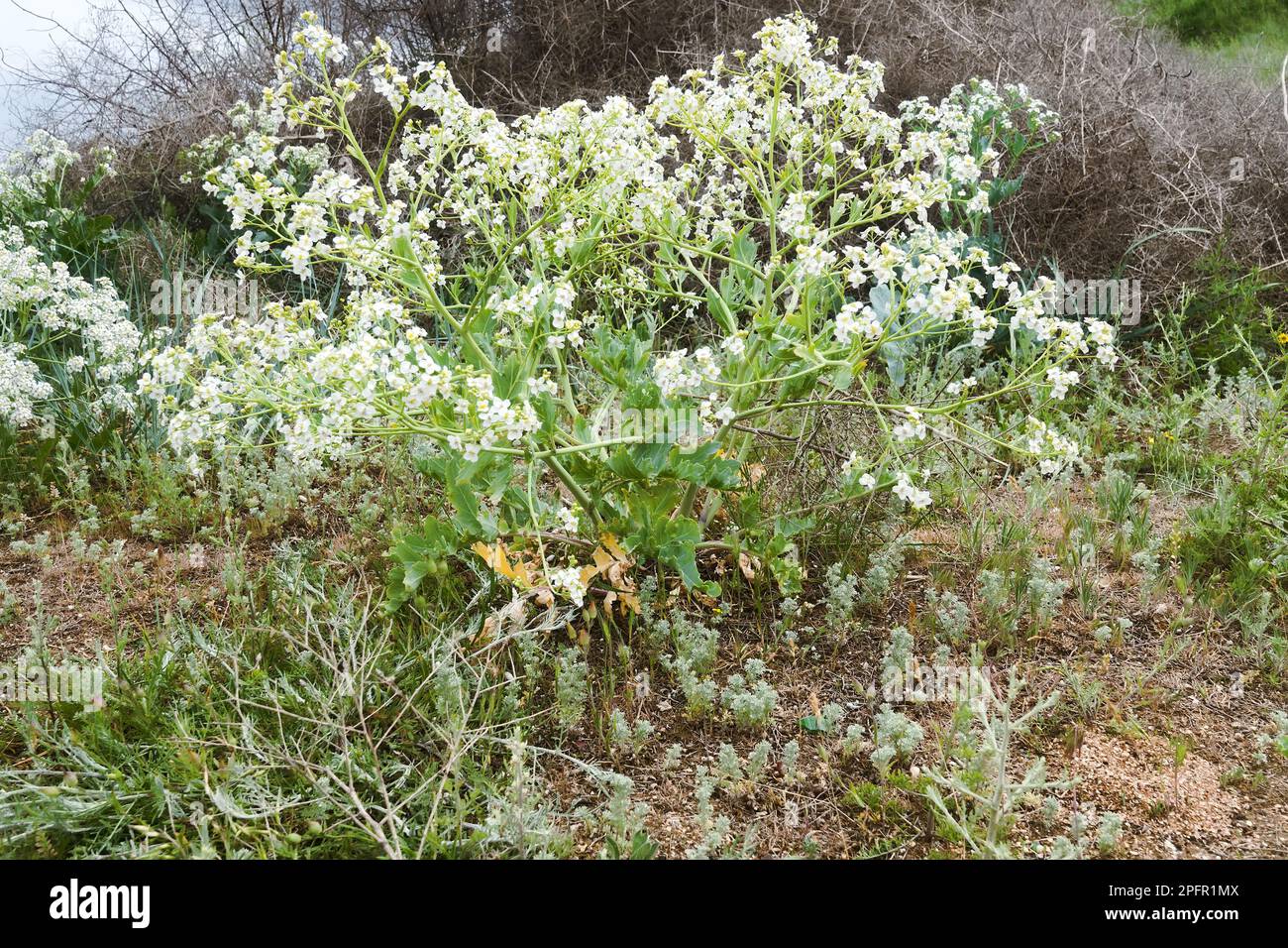 Russian sea kale (Crambe tatarica) blooms on coast of Sea of Azov ...