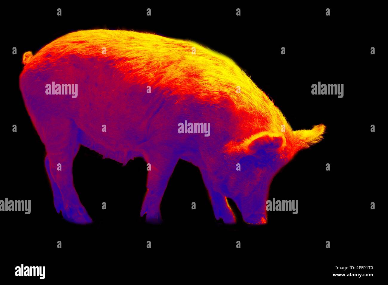 The red breeding pig, sow. Illustration of thermal image on black ...