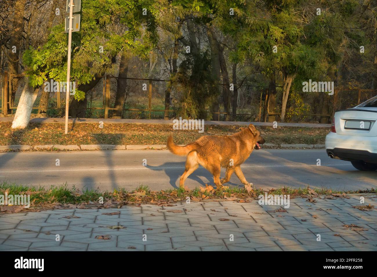 Angry dog barks at moving cars on the road Stock Photo - Alamy
