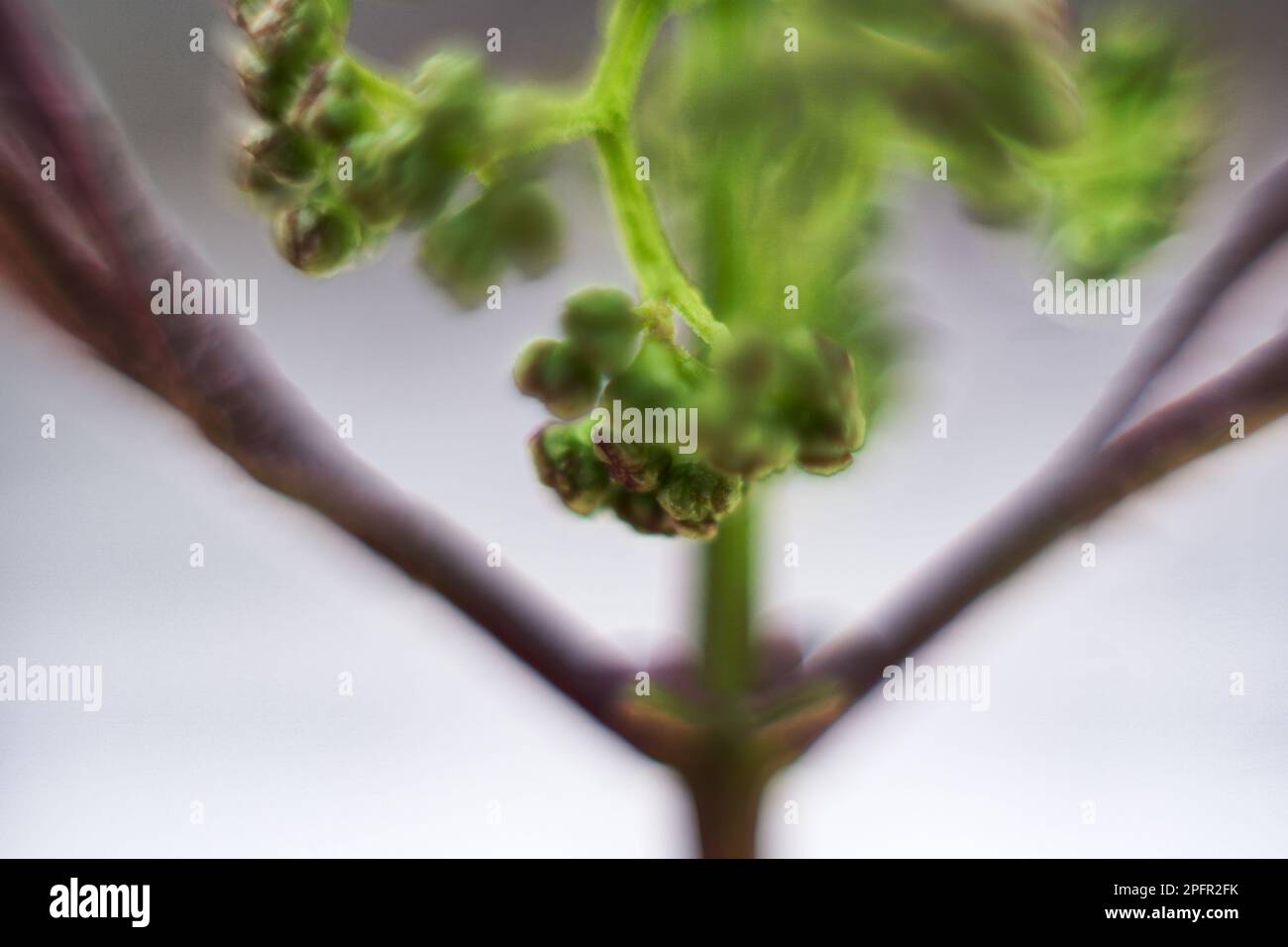 Dendrology. European elder (Sambucus nigra) blossom bud (aestivation ...