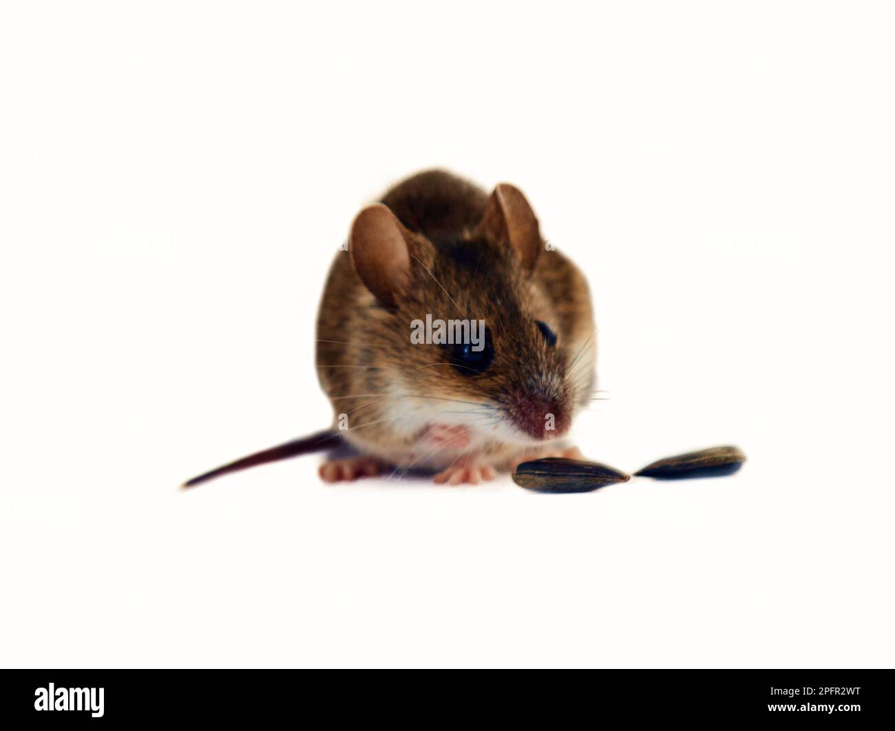 Mouse eating sunflower seeds Cut Out Stock Images & Pictures - Alamy