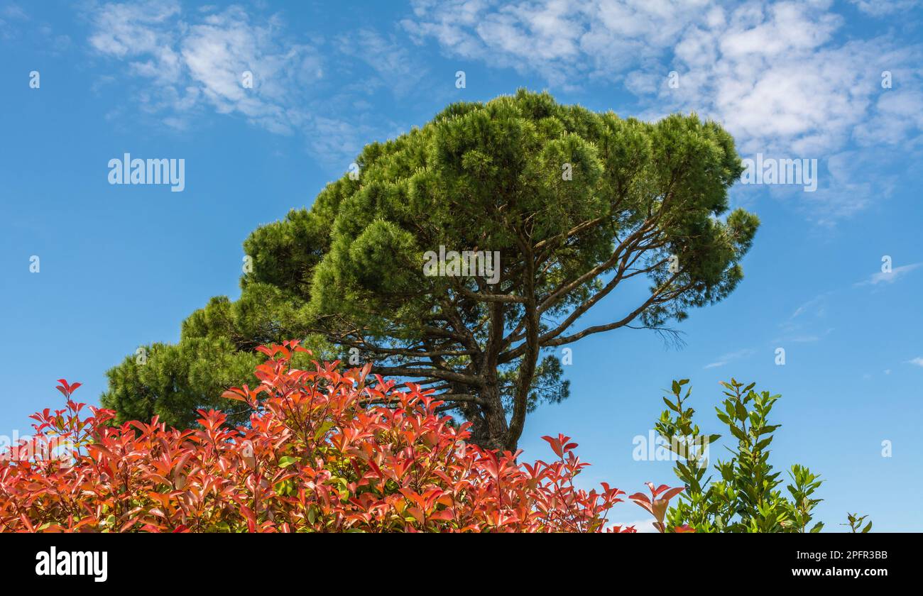 view of the Red Tip Photinia plant and Maritime Pine curved tree in the ...