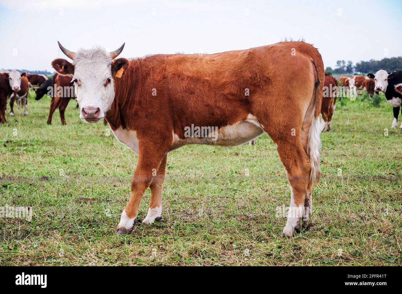 Solitary cow with small horns, looks straight ahead, behind a grazing ...