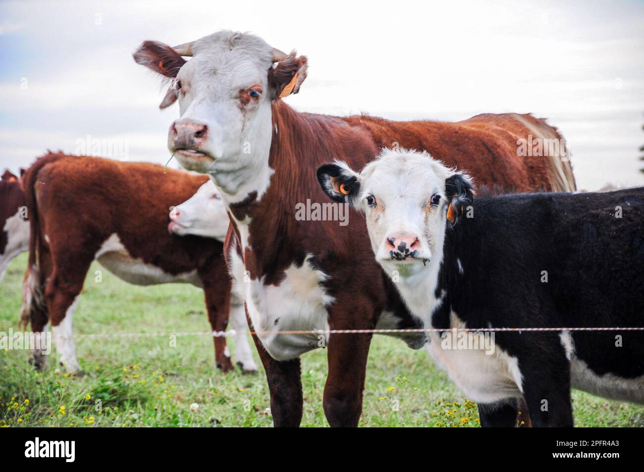 Two cows look straight ahead, behind a grazing line Stock Photo - Alamy