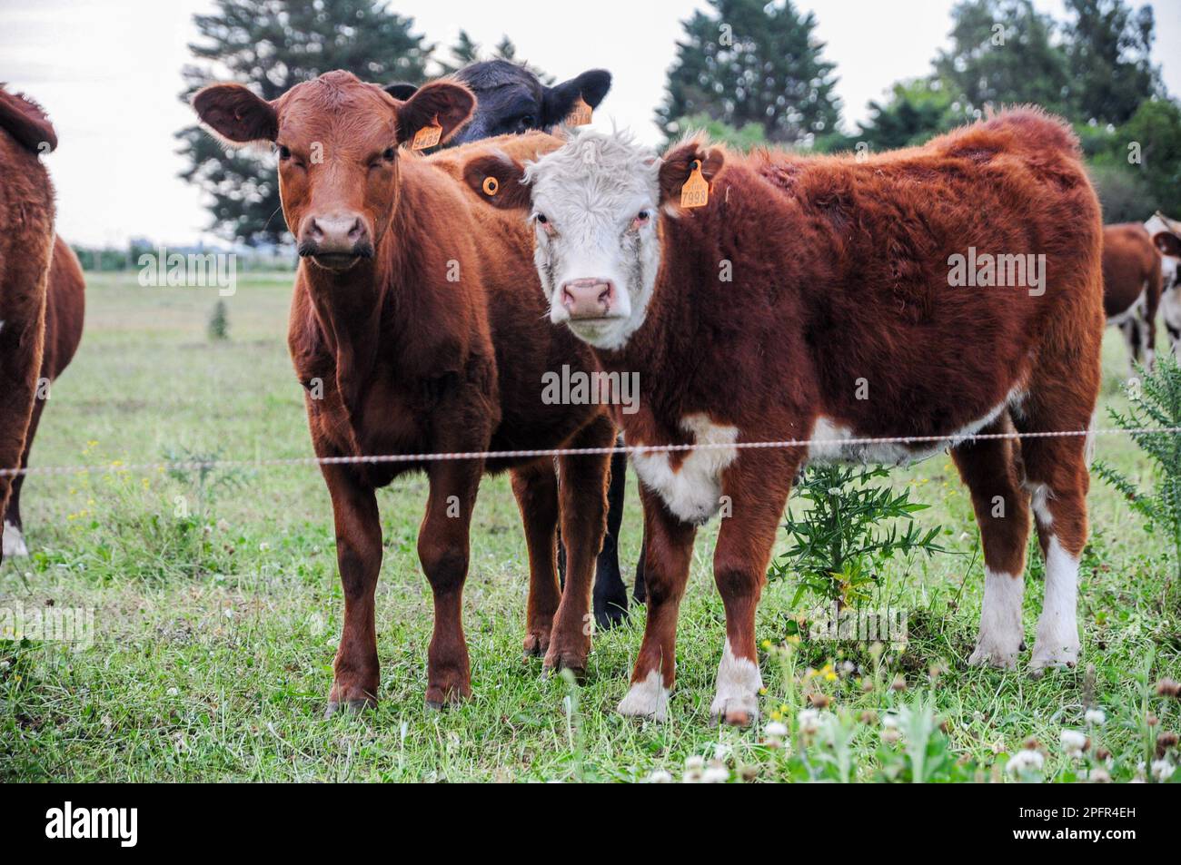 Two cows look straight ahead, behind a grazing line Stock Photo - Alamy
