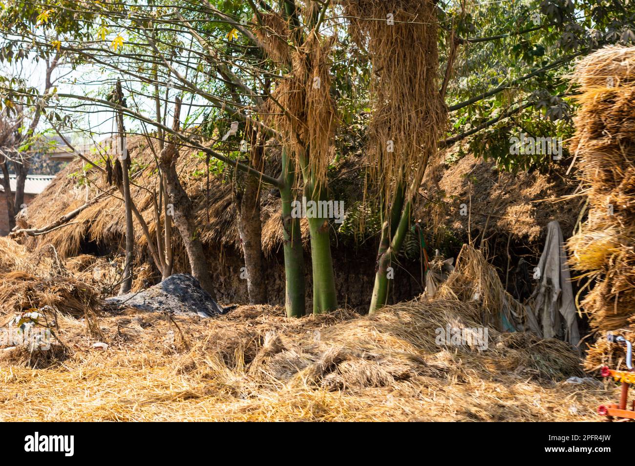Typical hayloft in India. Haystack and farmer's house. Collection of ...