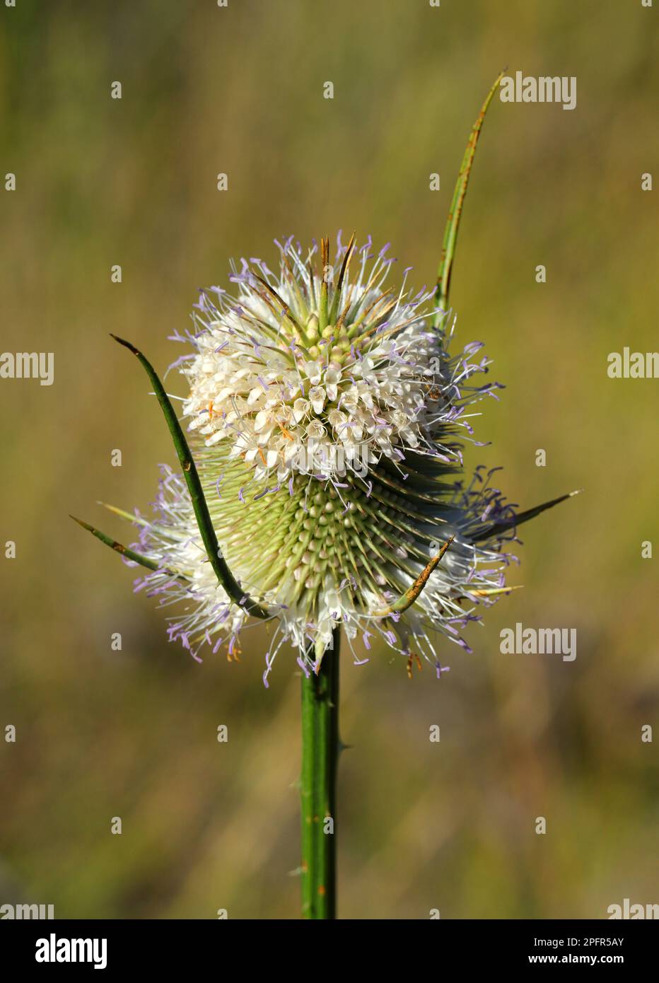 Common teasel hi-res stock photography and images - Alamy