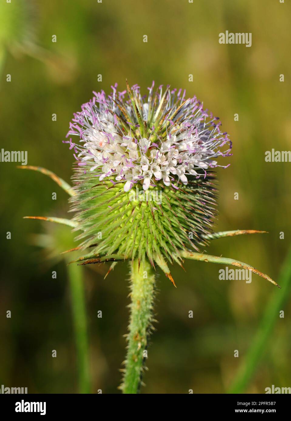 Common Teasel (Dipsacus fullonum) in bloom, springtime. Oeiras, Lisbon ...