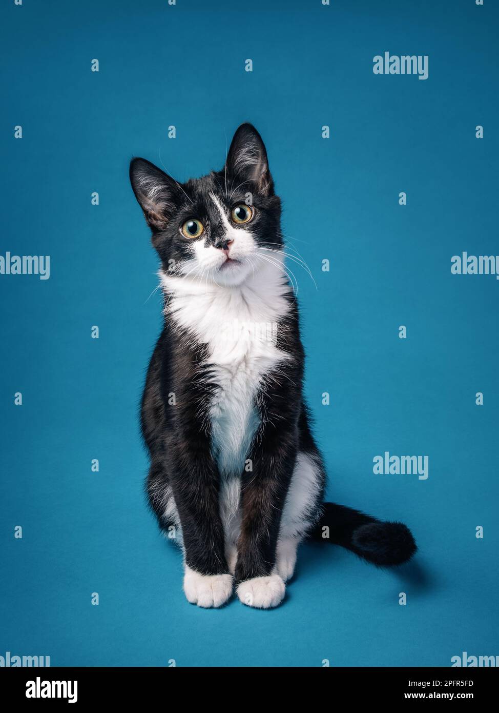 Funny tuxedo kitten with a serious expression sitting looking at camera ...