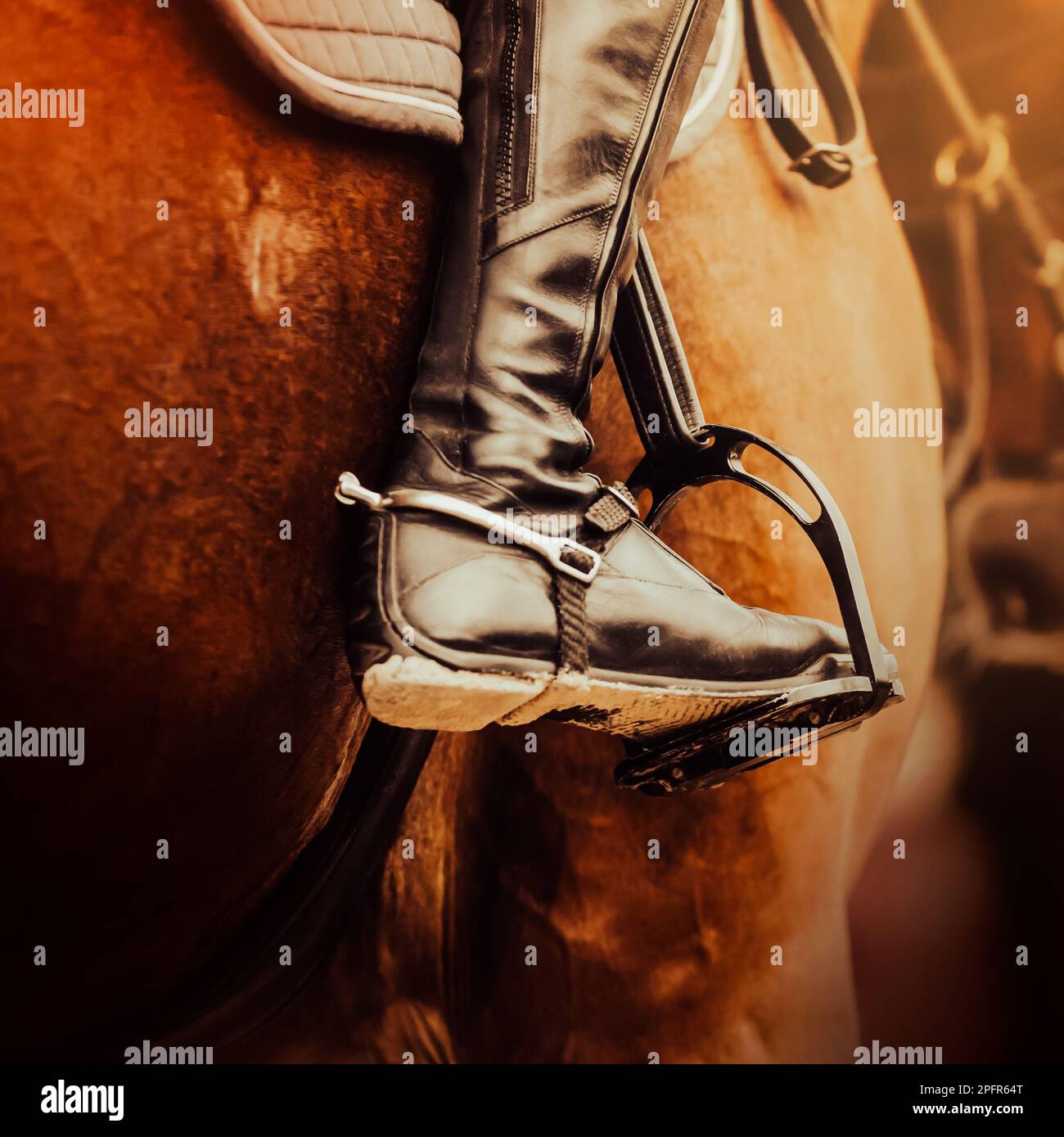 The leg of a rider in a black leather boot, sitting in the saddle on a ...