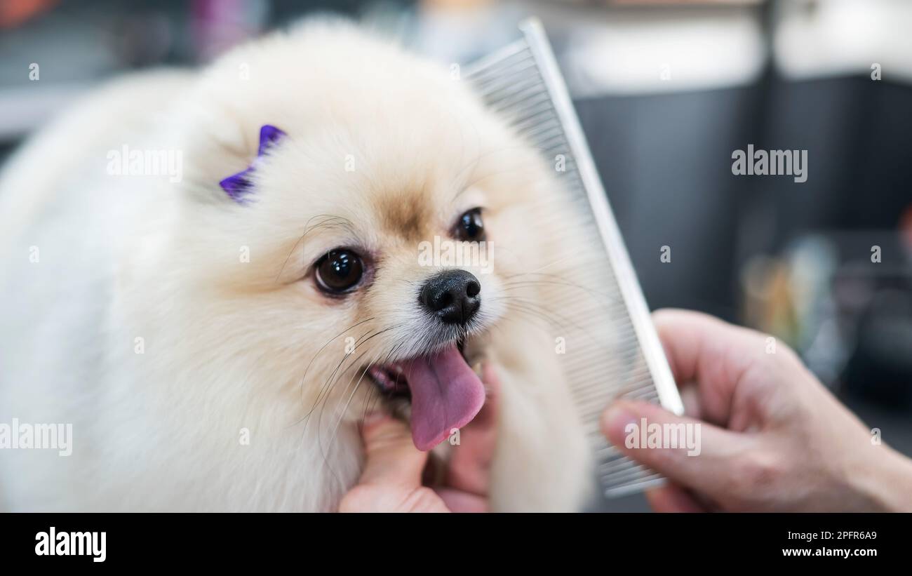 A woman combs a cute Pomeranian after a haircut. Spitz dog in the ...